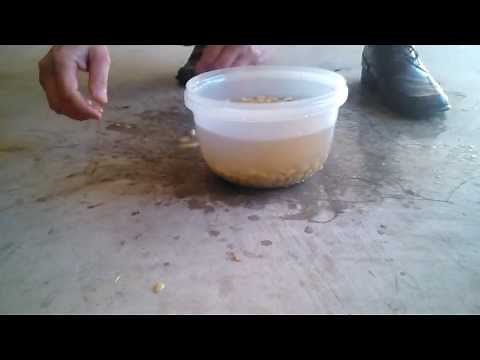 Processing coffee beans at home, part 2 - Cleaning the beans