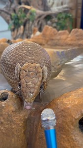 MINI MIC ARMADILLO ASMR 🎤 Please enjoy watching this adorable little Southern Three-banded Armadillo, Willy, as he climbs up a hill and snags some grub! #Didyouknow armadillos use their front claws to dig at termite mounds and ant hills, and their tongues to get to the insects inside. There’s still time donate this #GivingTuesday, all new gifts up to $15,000 will be matched thanks to an anonymous donor! #GiveBigPittsburgh #aza Donate: https://www.givebigpittsburgh.com/organizations/national-avi