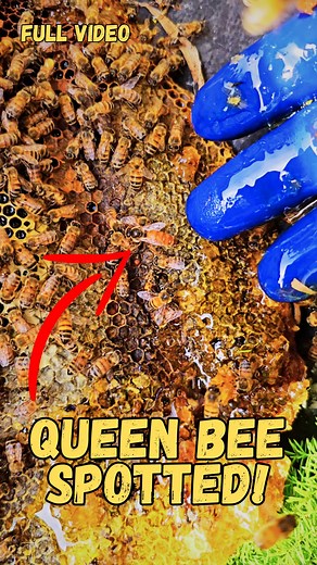 *Full Removal Video* Beehive setup shop inside of a fence! Quite the usual spectacle but they were also kind of underground as well. _______ Follow ⏩ Ilya Barkanov ⏪ for more information, don't forget to ❤️❤️ ******** Continue Reading ⤵️ A customer called me out to a beehive problem that they had in their fence in the backyard by the pool area. Now it's unusual for a fence to be hollow but that's just how they built it and it not only was hollow but also went down about two feet below the ground