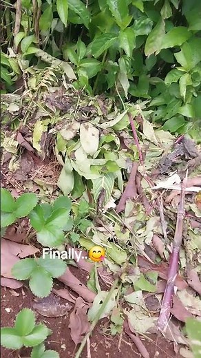 Your own first fruit.