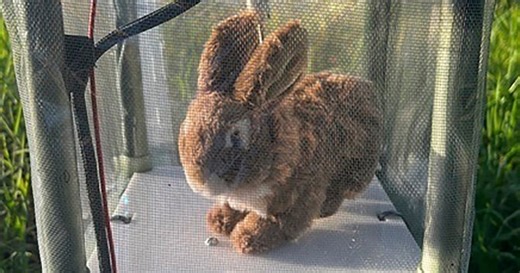 Robotic rabbits take on invasive pythons in Florida