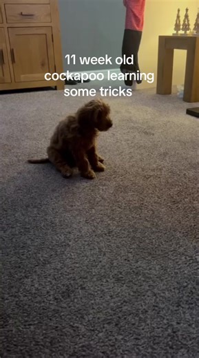 11 week old cockapoo learning the basics #cockapoo #puppys #puppytraining #fyp