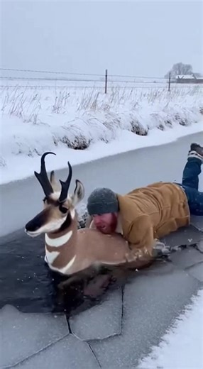 I still can't believe this happened. We were just out for a drive when we spotted this poor pronghorn stuck in a frozen ditch. He was shivering and clearly exhausted from trying to get out. I immediately went to help, breaking the ice around him, but he was completely wedged in and I couldn't get him out on my own. You can hear the desperation in my voice when I called for backup. He was just too heavy and the situation was getting dire. 🥶 Thankfully my friend was right there and didn't hesitat