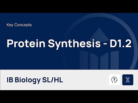 Protein Synthesis [IB Biology SL/HL]