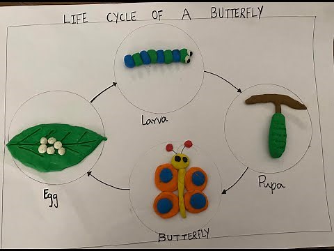 Life Cycle of a Butterfly / Life cycle of a butterfly with clay for preschoolers