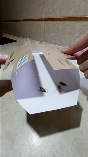 How to catch cockroaches