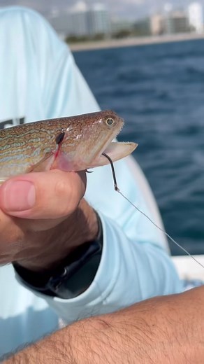 Have you ever seen a lizard fish before?🦎🐟🎣 #florida #fishing #bottomfishing #offshorefishing #fish #saltwaterfishing