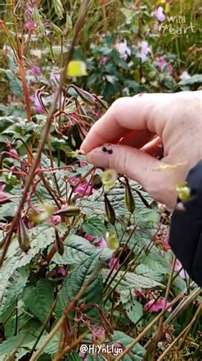 22K views · 240 reactions | DO NOT TOUCH THIS PLANT  | Wild Heart | Facebook