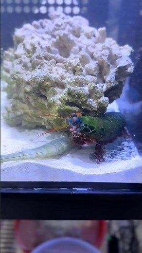 Ocean Predator Catches Its Prey | Mantis Shrimp Hunt 🦐