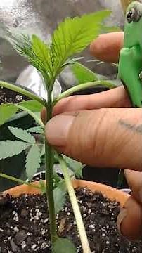 Beginners guide to Topping Cannabis plants.