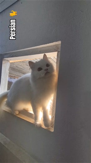 Jumping Cats:Cutest Cat Compilation #shorts #yt #shortsfeed