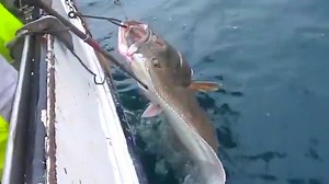 1.2K views · 18 reactions | Most Biggest prawn catching fish in the world - Amazing catching skill of fisherman on boat | Sea Fishing | Facebook