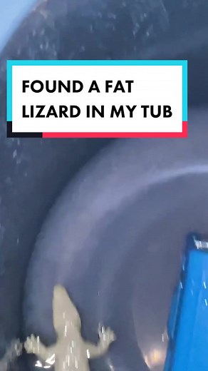 Unexpected Encounter: Fat Lizard in the Tub!