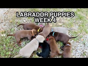 Labrador Puppies 4 Weeks Old