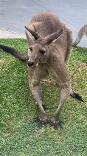 Kangaroo Encounters on the Streets of Australia