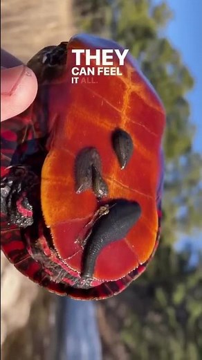 Can Turtles Feel Through Their Shells? #shorts