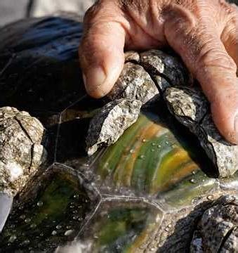 Most Satisfying Shell Cleaning Ever! Massive Barnacle Extraction