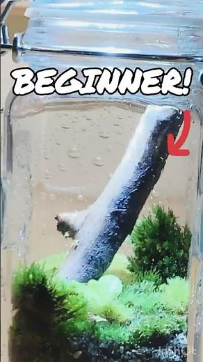 DIY Tiny Jar Terrarium (full tutorial)