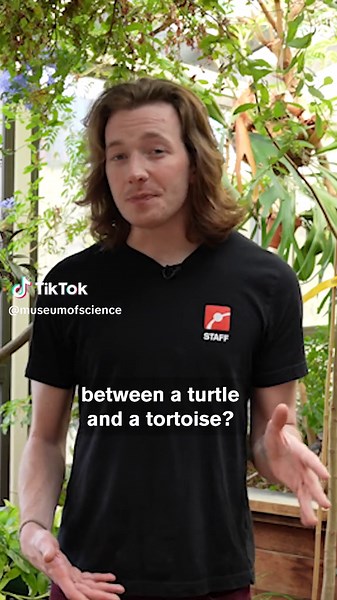 What are the differences between a turtle and a tortoise? Museum Educator Jason breaks down exactly what differentiates these two species, including foot shape, shell shape, their diets, and the environments they live in. #Turtle #Tortoise #Animals #Science #zoo #animalfacts
