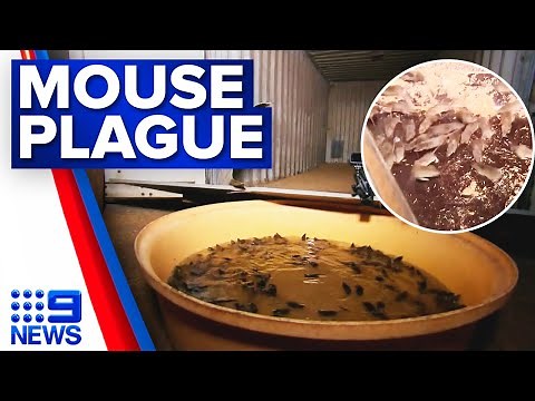 Thousands of mice captured in giant water trap on NSW farm | 9 News Australia