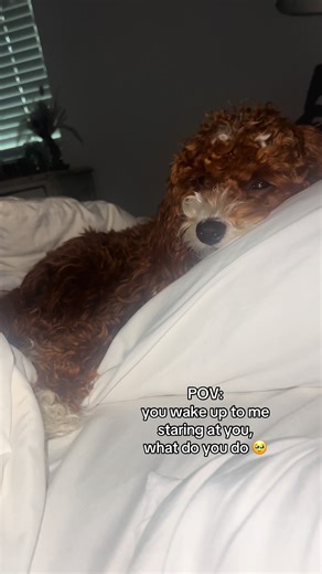 Cuddle Up with Your Sleepy Cavapoo Mornings