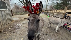 110K views · 10K reactions | Good Morning so many new people hope...