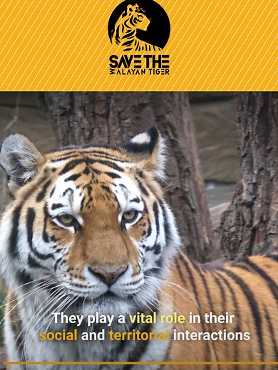 The Vocal World of Tigers: Understanding How They Communicate