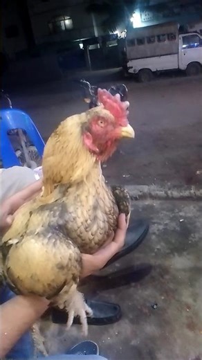 MashahAllah vip ❤️👈#aseelmurga #rooster #mianwaliaseels #cheenaaseel