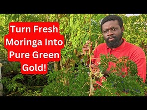 Before You Dry Moringa Wrong Again — Watch This First 🌿💚