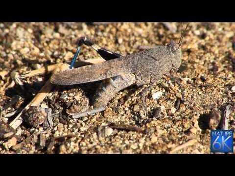 Field Grasshopper Laying Eggs