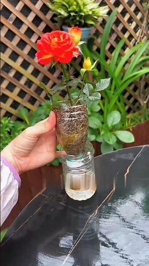 Learn how to propagate roses by cuttings, and high survival rate #rose #cutting #propagation