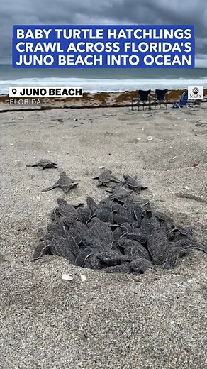 INTO THE BLUE: A batch of leatherback sea turtle hatchlings on Florida’s Juno Beach made their way into the ocean. http://abcn.ws/2CnB3ds | ABC News