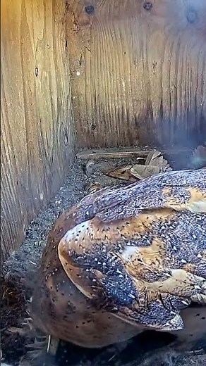 Congrats! OMG Wildlife! 🥚 Barn Owl Lays an Egg LIVE