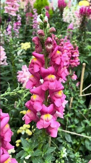 Gorgeous Snapdragons Flowers at Singapore Gardens #flowers snapdragons #gardensbythebay