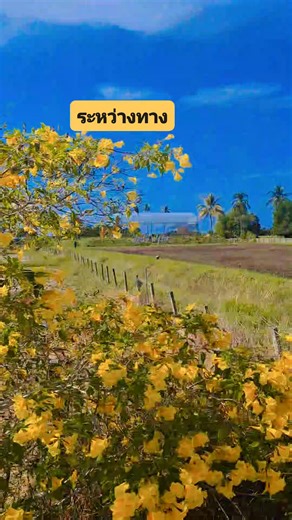 ทางหมู่ 2.บ้านเเหลมอากาศดีมากค่ะ⚘️💕 #เกาะสุกรบ้านเรา #สร้างรายได้จากคลิปเรียว | Piyamat Jitlang