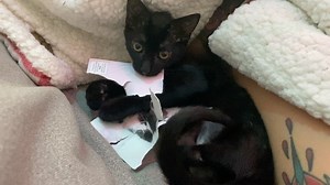 When a kitten is in a bitey mood, I always reach for a toy. But if there isn’t a toy within reach, you know what I do? I create a toy as fast as possible! 🤣 James has been playing with this postcard “toy” for the past 15 minutes straight. Tell me about the makeshift cat toys YOU create at home! | Kitten Lady