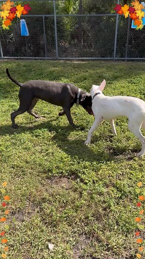 #Thankful for our volunteers who come in and give their time and love to dogs in need. We can’t save them all but we can try, every day. ♥️ #CollierDAS is FULL and we could use your help. #VOLUNTEER #adopt #foster #donate #share #comment #like #help www.collierpets.com (Naples, FL) | Collier DAS Dogs -by volunteers