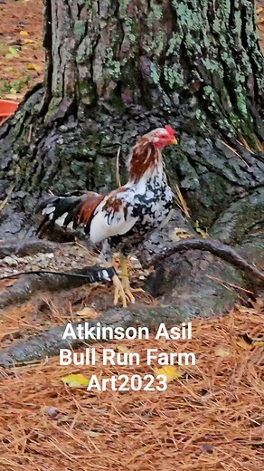 Asil Atkinson de Bull Run Farm American Rooster Tour 2023 by Búfalo Game Farm ✈️🚙🇺🇲🐓🐓🐓🐓🇲🇽🚙✈️ | Búfalo Game Farm