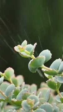 Watch the most satisfying raindrop ASMR now available. #rain #asmr #relax #rainsounds