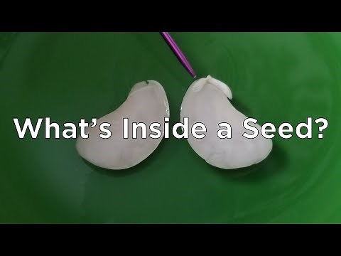 Look Inside a Seed at Home (PK - 2nd Grade)