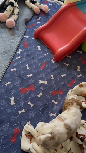 Just a little puppy playtime! | SnickerDoodles