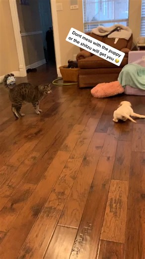 Poor Harley. Dont worry Faith has your back! Thats true friendship! #fyp #puppy #protector #shitzu #friends #dogsoftiktok #angrycat