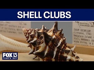 St. Pete shell enthusiasts gather in Seminole for annual Shell Show