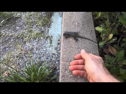 Lizard Bite!