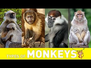 Different Types of Monkeys for Kids | Learn the Names of Monkey Species for Kindergarten & Toddlers