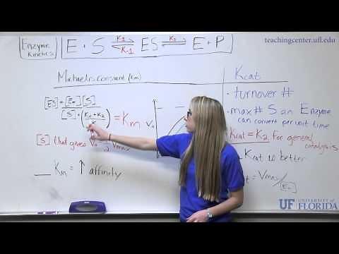 Enzyme Kinetics