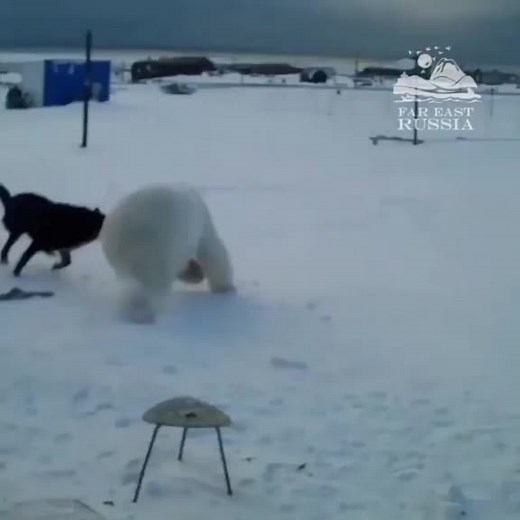 Polar Bear and Black Dog Play in Snowy Landscape