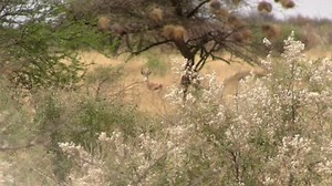 1.1K reactions · 5 comments | Perfect shot on a Springbuck. #ZanaBotesSafari #AfricaHunting #NamibiaHunting #HuntingPackages #PlainsGameHunting #SpringbuckHunting #BookYourHunt | Zana Botes Safari | Facebook