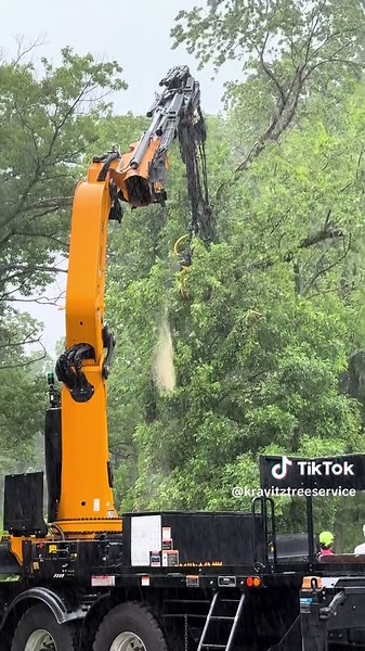 Expert Tree Removal Services in Chautauqua County