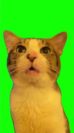Cuckoo Cat #greenscreen #cat